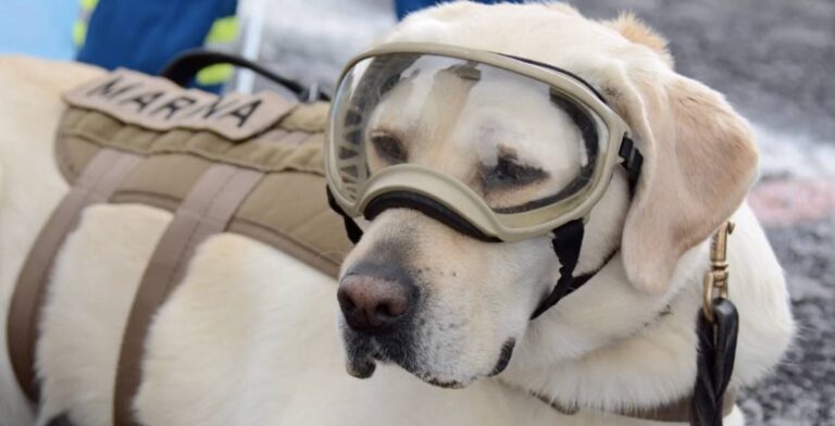 Adiós Frida, la perrita rescatista que salvó 12 vidas y recuperó 40 cuerpos